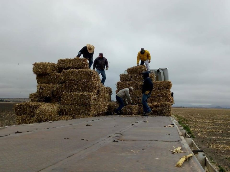 APOYA DESARROLLO RURAL A GANADEROS CON 52 MIL 100 PACAS DE RASTROJO ...