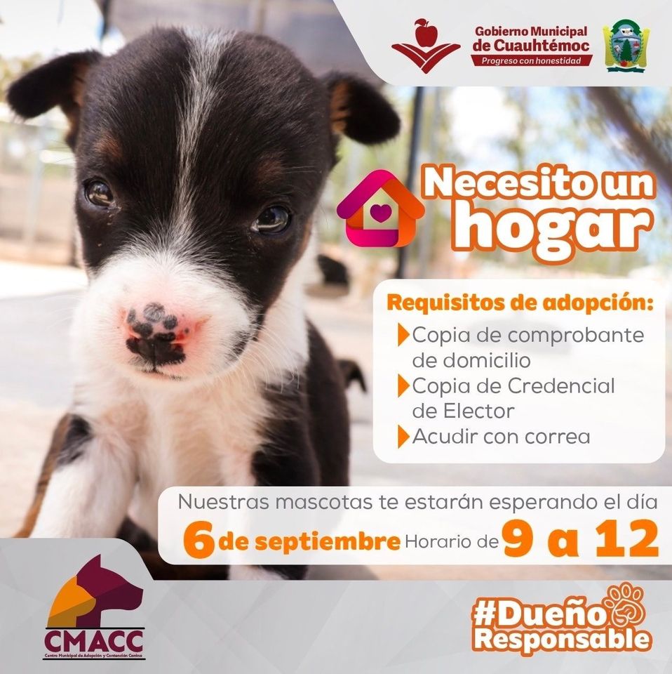 ESTE DOMINGO, EL CMACC TE INVITA A ADOPTAR UNA MASCOTA - Beisbol Cuauhtemoc