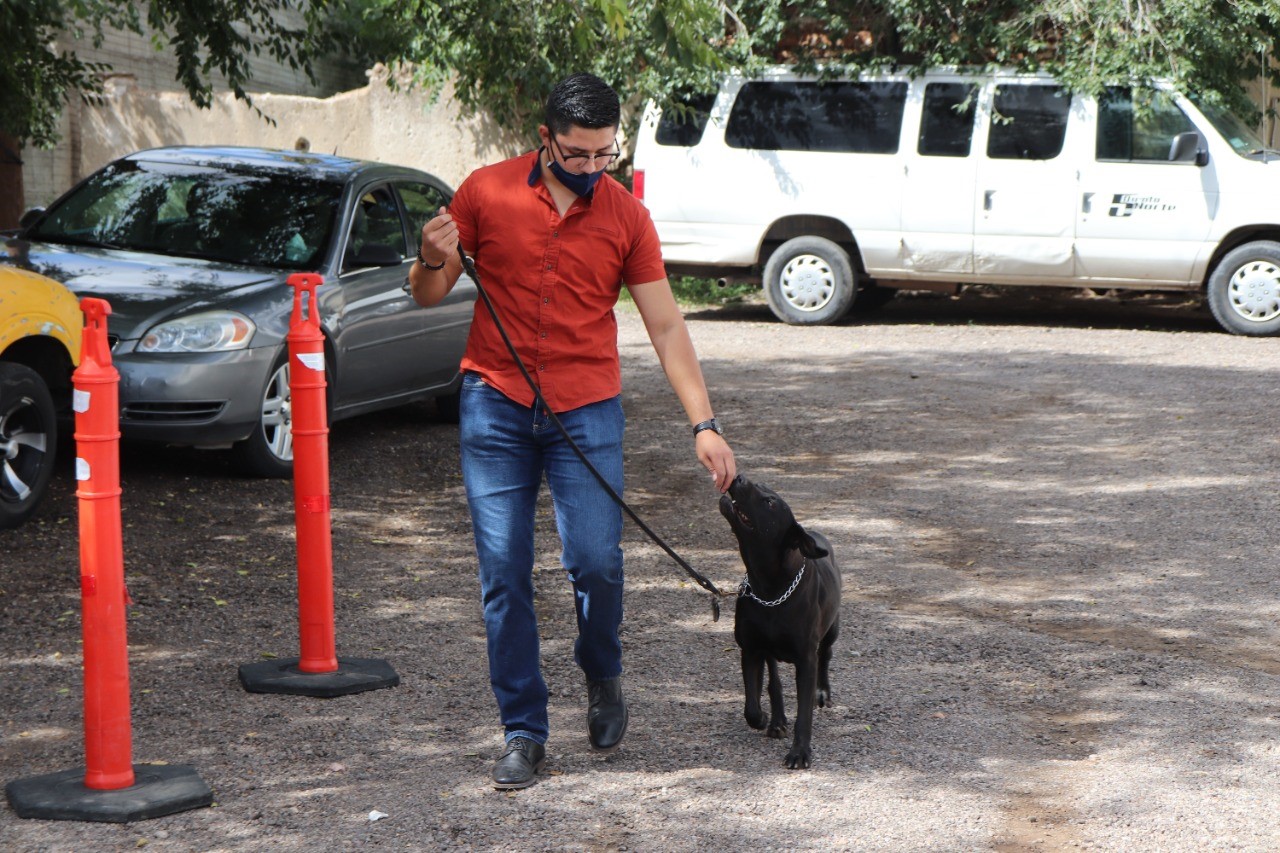 EMPLEA CMACC PROGRAMA DE ADIESTRAMIENTO A EJEMPLARES CANINOS EN ...